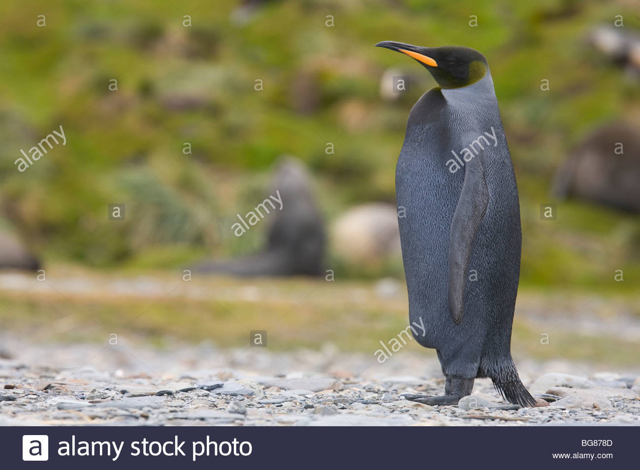 Melanistic Penguin Stock Photos & Melanistic Penguin Stock Images - Alamy
