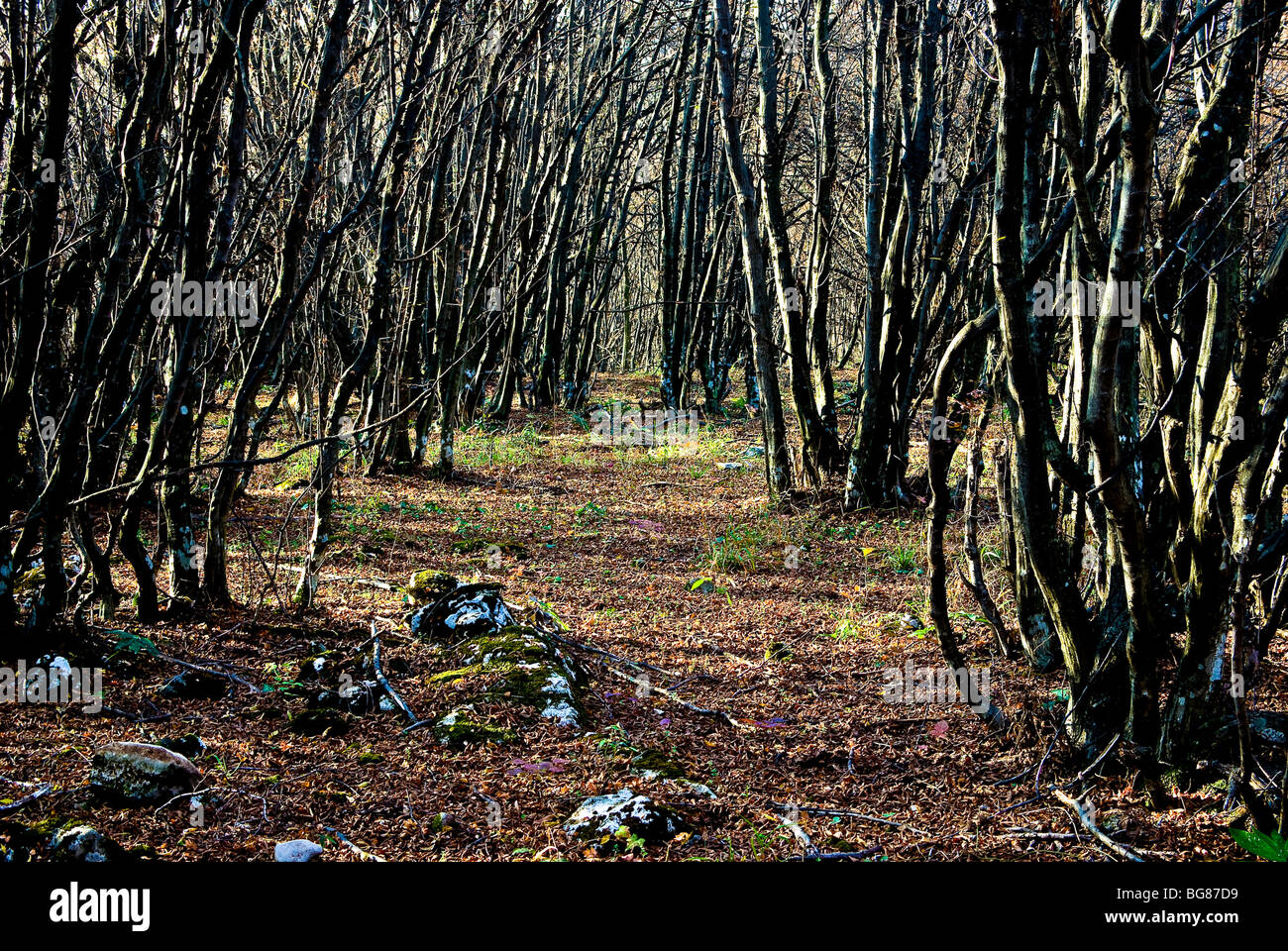 Stone path through dense forest Stock Photo - Alamy