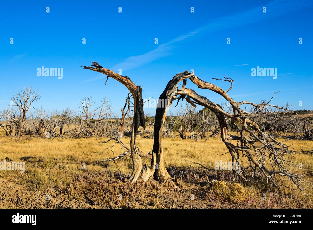 Tree split by lightning hi-res stock photography and images - Alamy