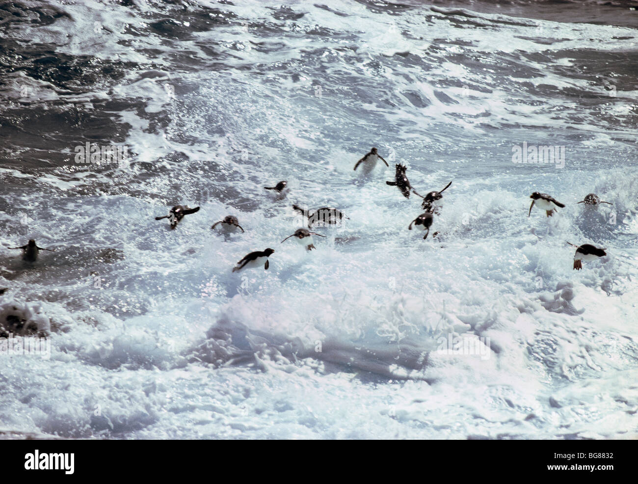 Rockhopper penguins jumping hi-res stock photography and images - Alamy
