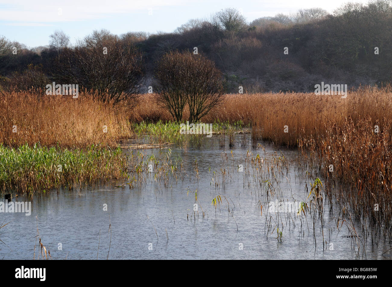 Welsh wildlife hi-res stock photography and images - Alamy