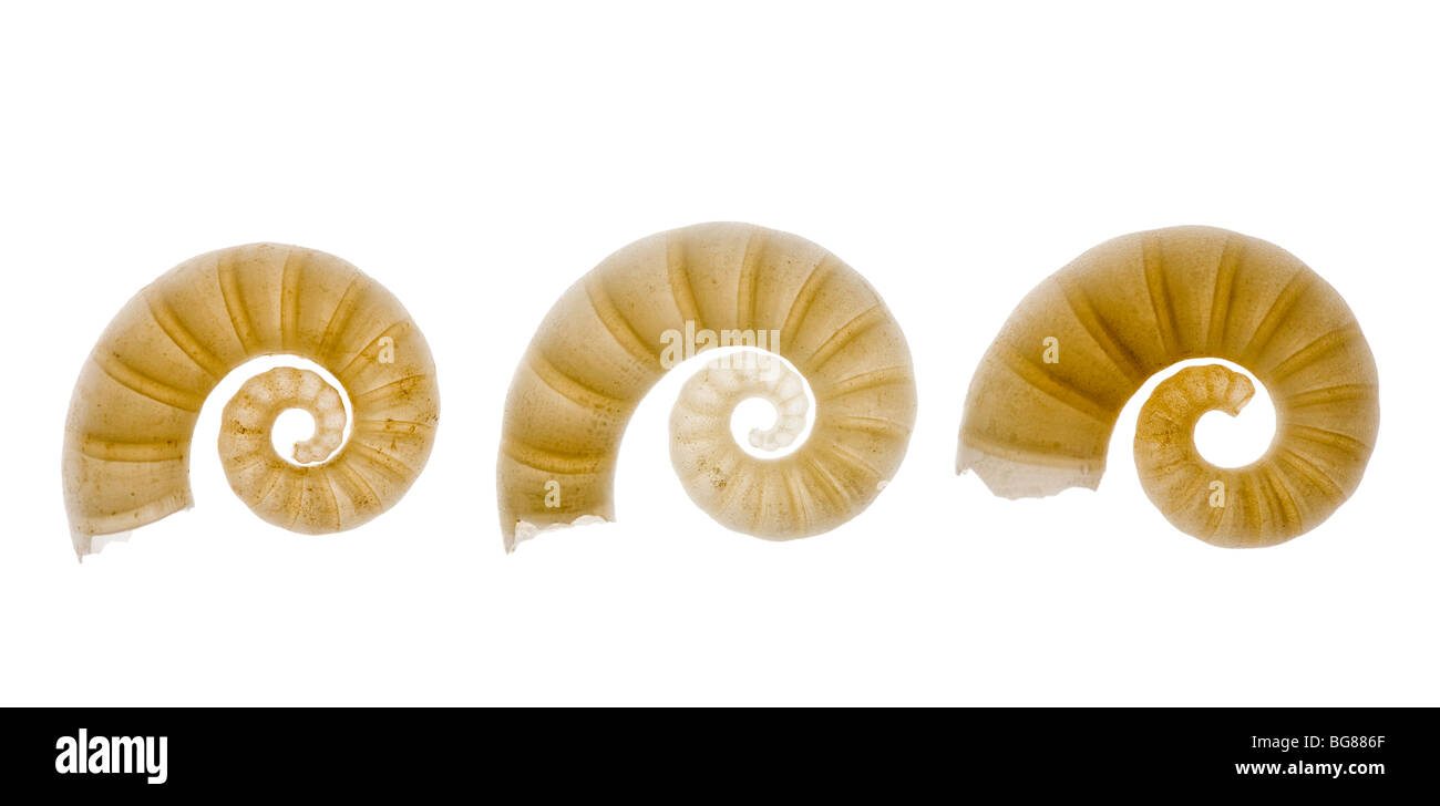 Three shell shapes hi-res stock photography and images - Alamy
