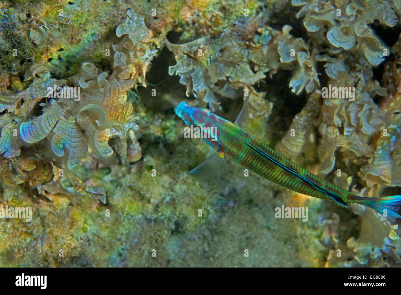 sea peacock in shallow waters Stock Photo - Alamy