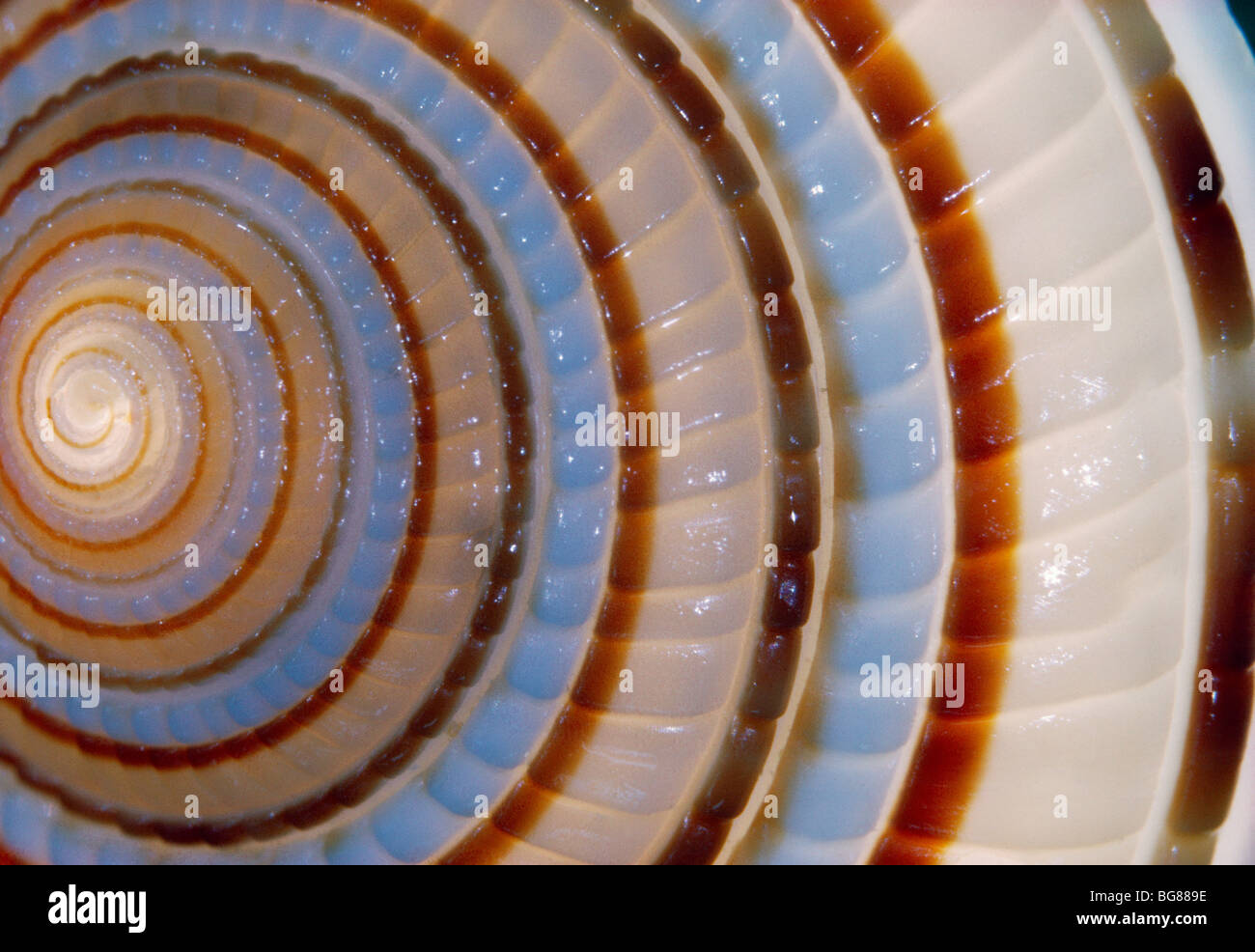 Shell rings hi-res stock photography and images - Alamy