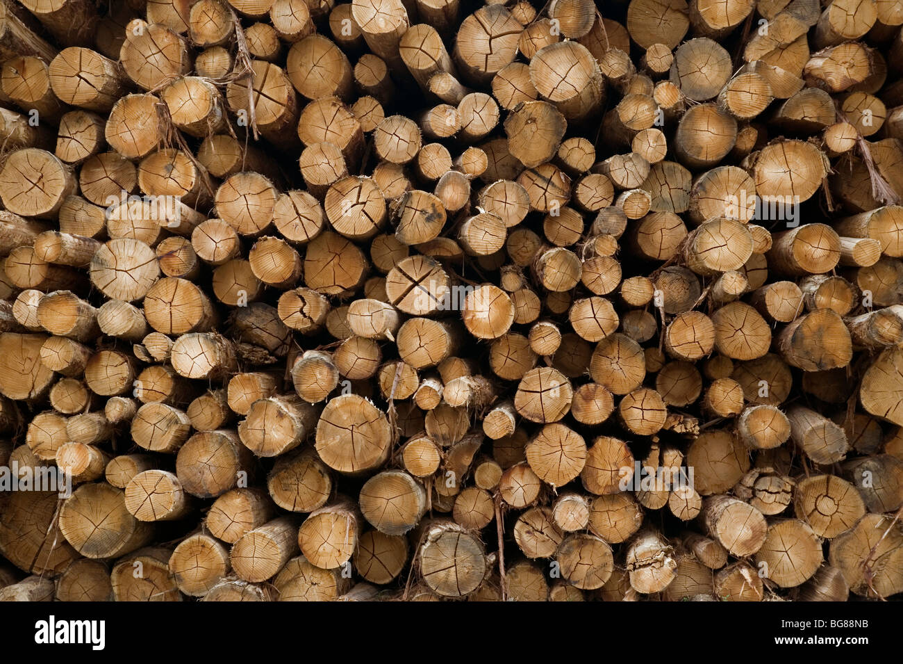 cut Timber logs Stock Photo - Alamy