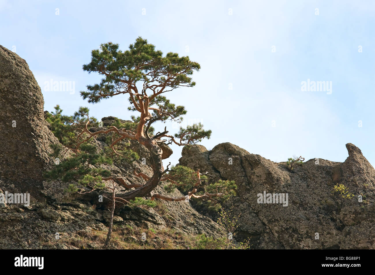 conifer tree on rocks top on sky background (Demerdzhi Mount, Crimea ...