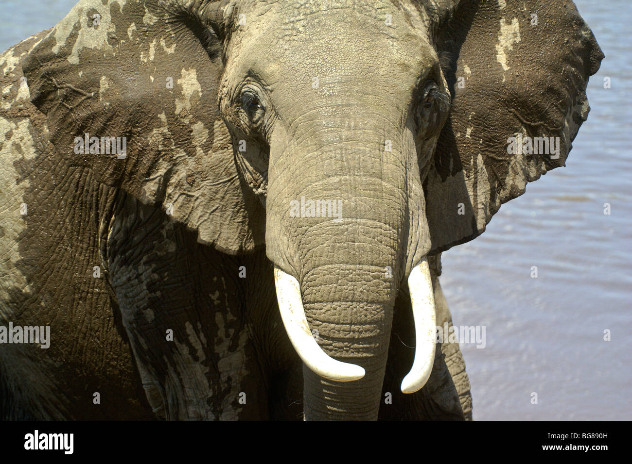 African elephant portrait, Kenya Stock Photo - Alamy