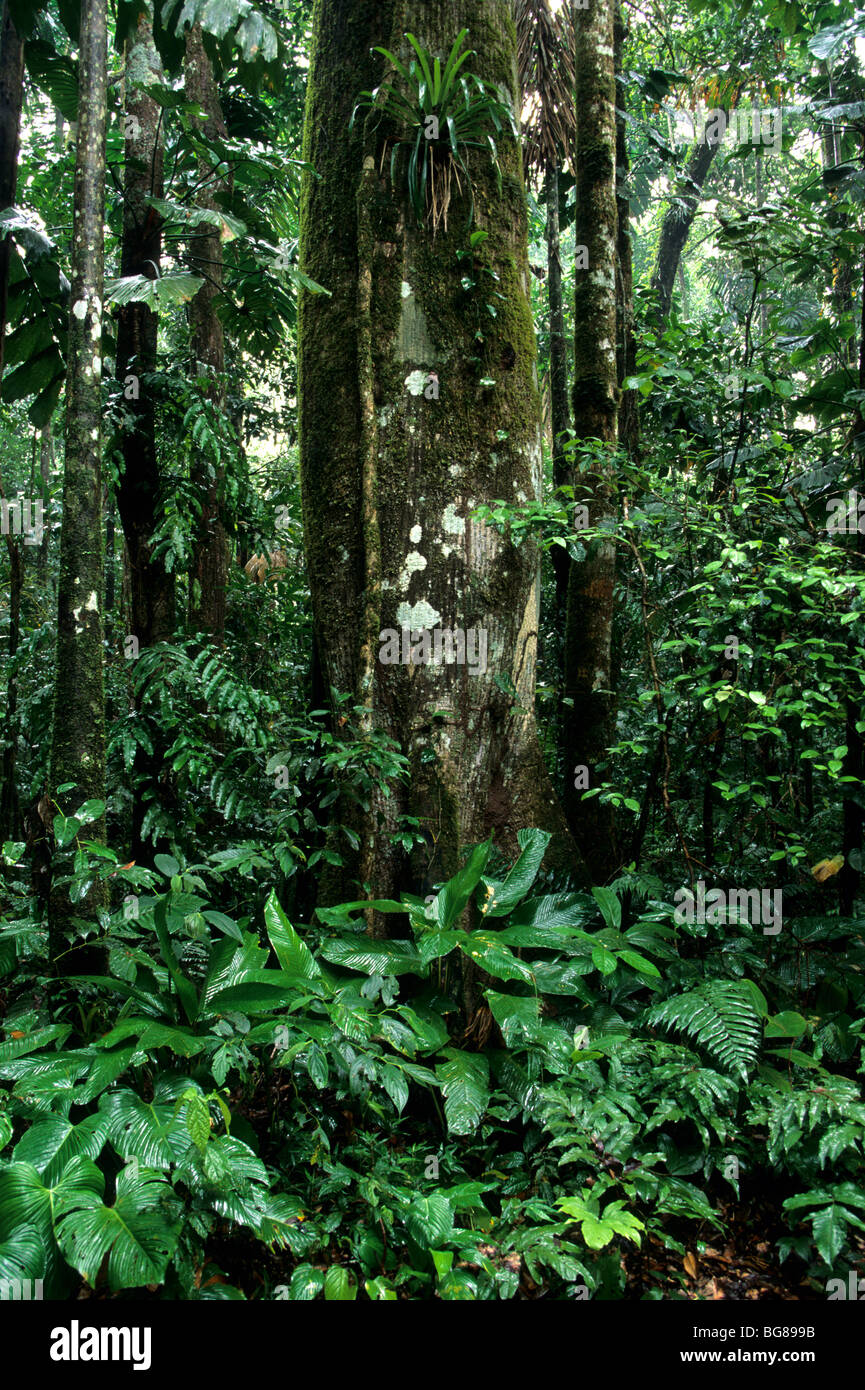 Amboró national park hi-res stock photography and images - Alamy
