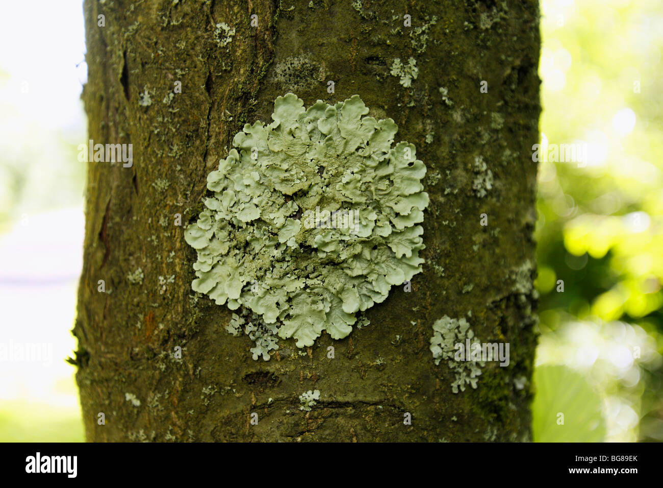 Lichen tree hi-res stock photography and images - Alamy