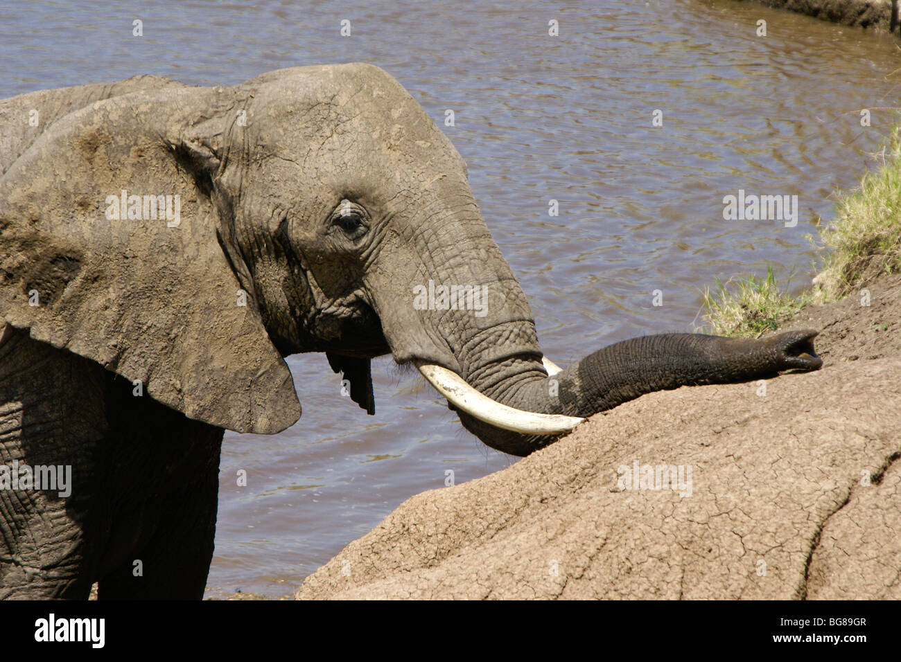 Elephant drying trunk on rock, Masai Mara, Kenya Stock Photo - Alamy