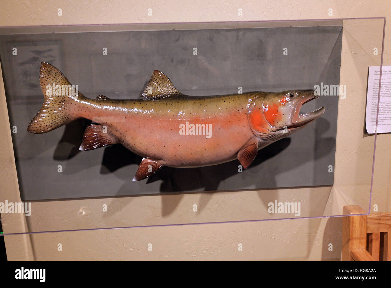 State record size Cutthroat Trout, Oncorhynchus clarkia, at the Nevada ...