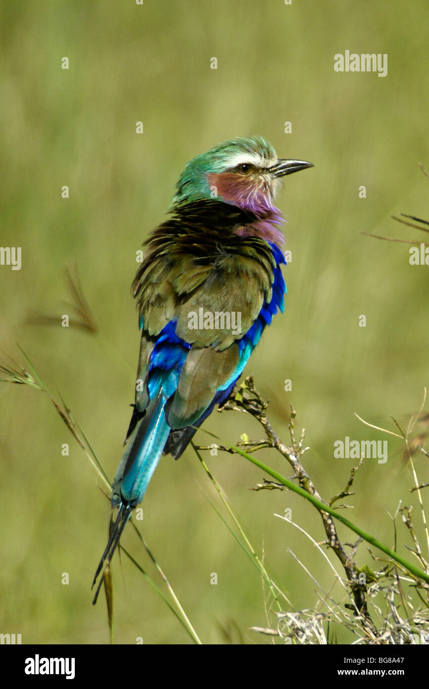 Roller kenya hi-res stock photography and images - Alamy