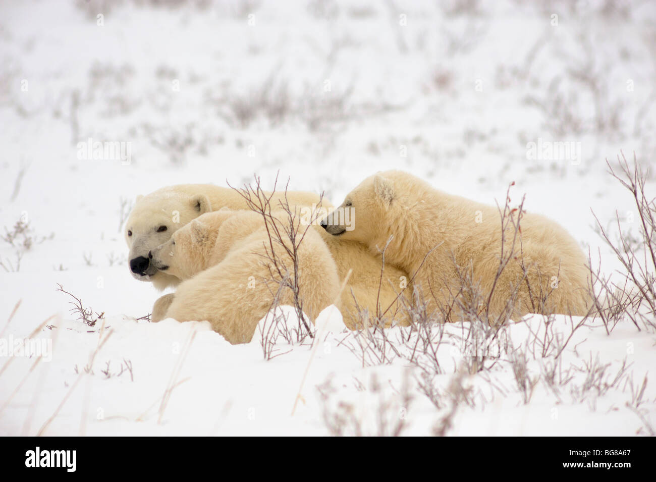Polar bear (Ursus maritimus) Mother and cubs, Churchill, Manitoba, Canada Stock Photo - Alamy