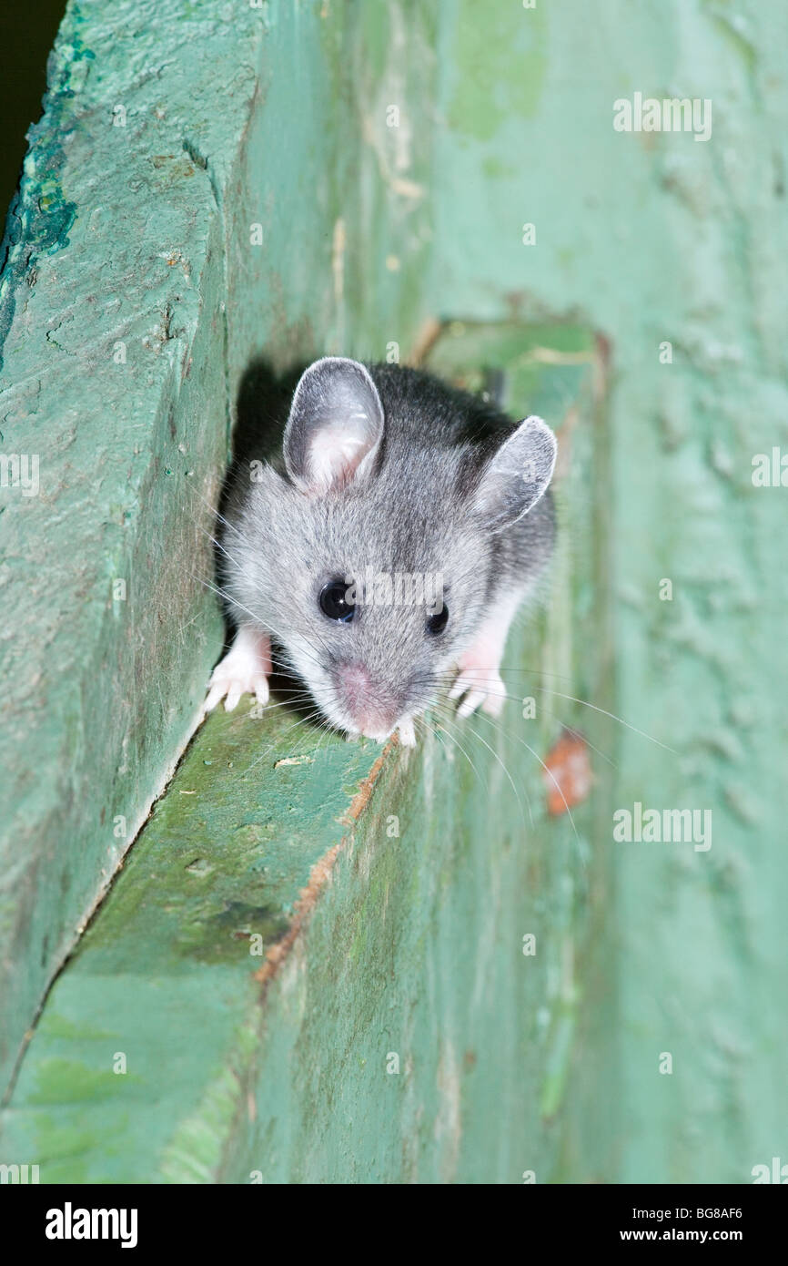 White footed mouse peromyscus nest hi-res stock photography and images ...