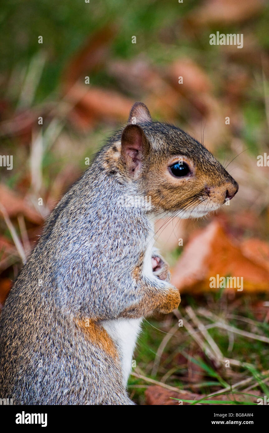 Squirrel in a London park Stock Photo - Alamy