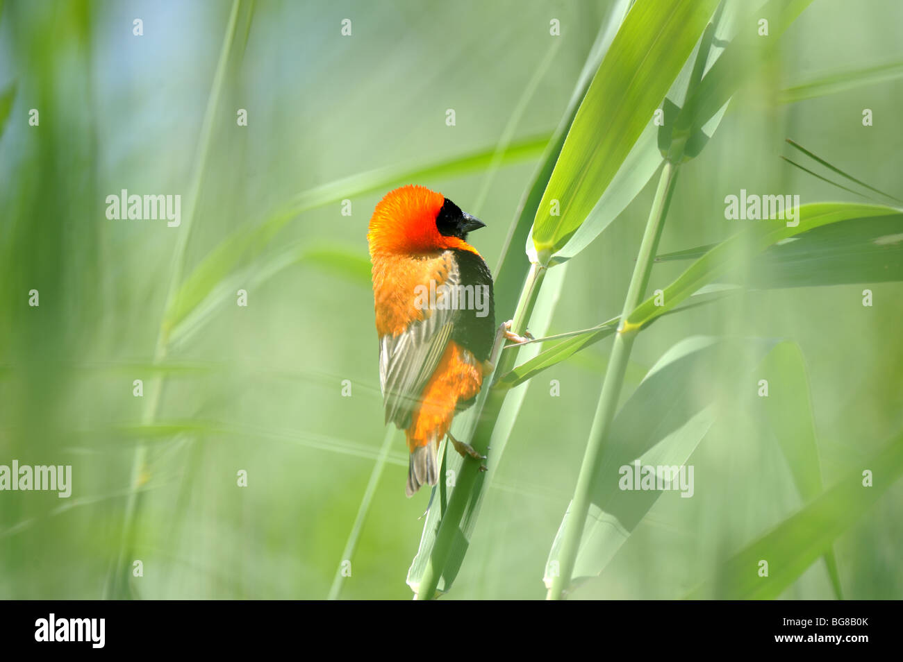 Red bishop hi-res stock photography and images - Alamy