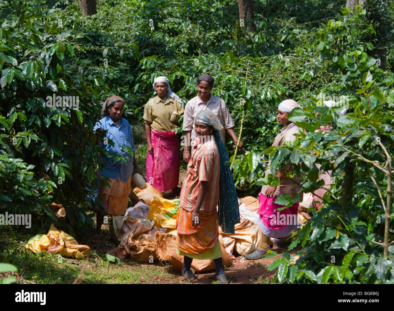 India kerala kumily plantation hi-res stock photography and images - Alamy