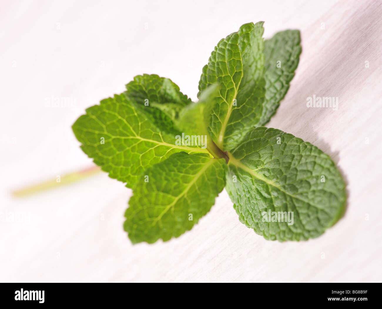 Peppermint leaf hi-res stock photography and images - Alamy