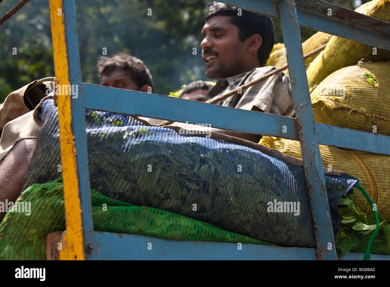 Leaves transport transporting tea workers picked hi-res stock ...