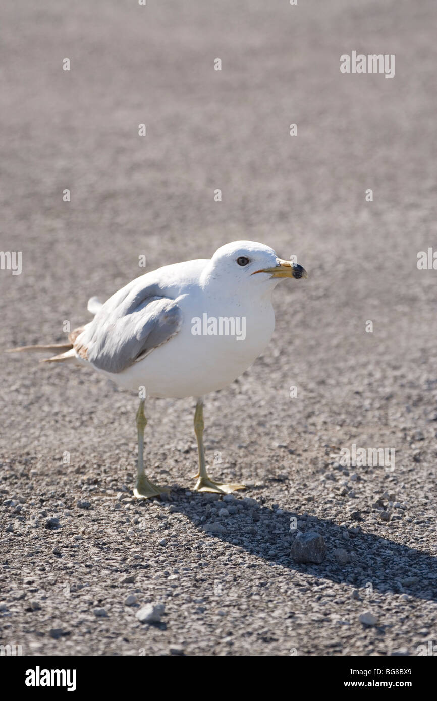 Ring-billed Gull (Larus delawarensis). Body language. Cowering Stock ...