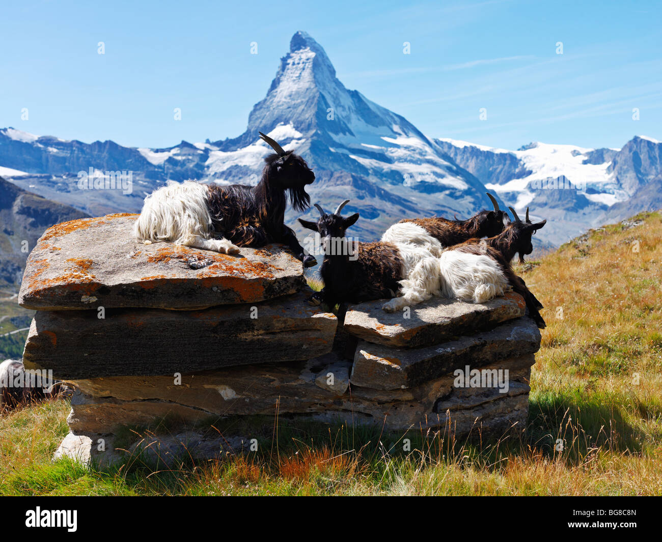 Zermatt goat hi-res stock photography and images - Alamy