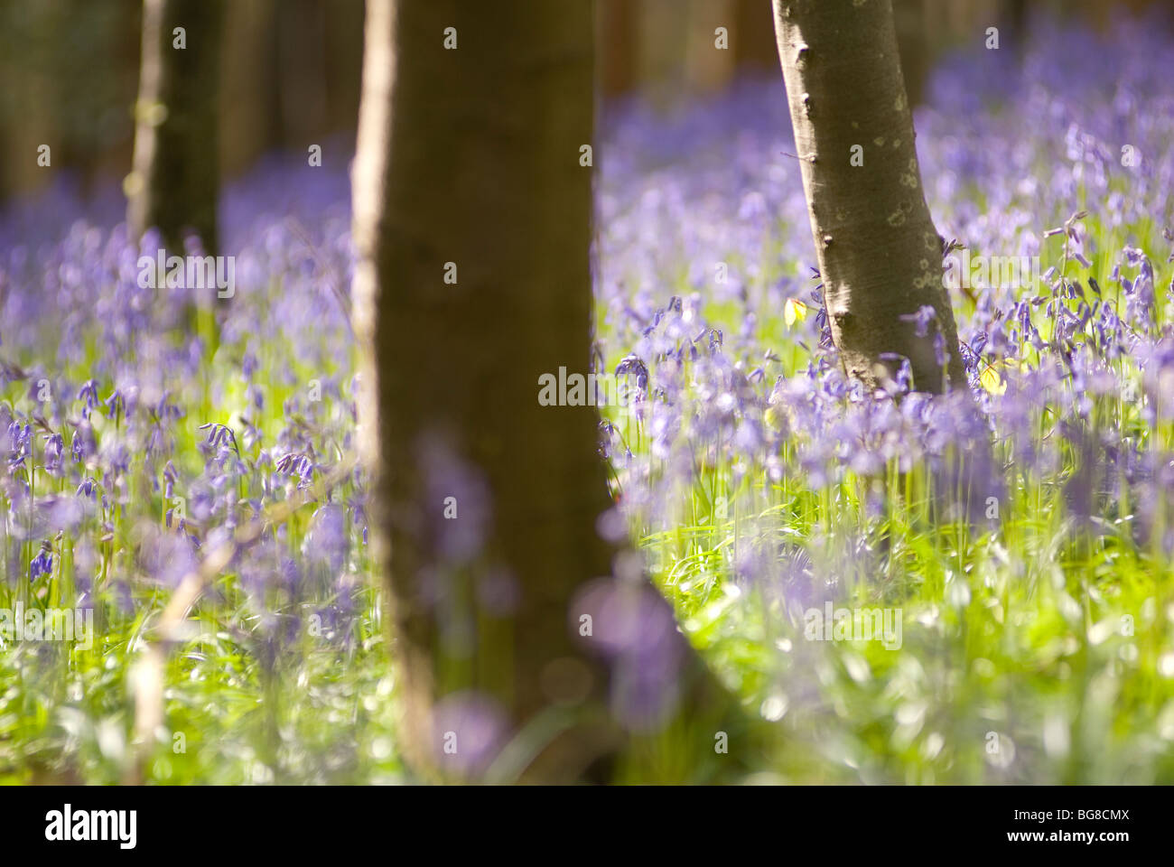 Bluebells in field, Dorset, England, UK Stock Photo - Alamy