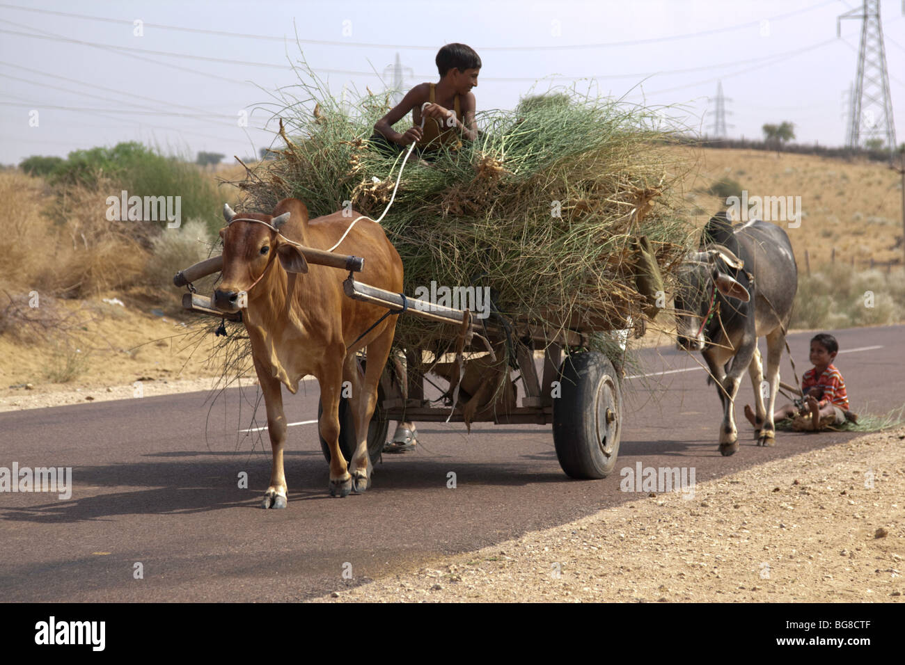 Boy sledding behind cow Stock Photo - Alamy