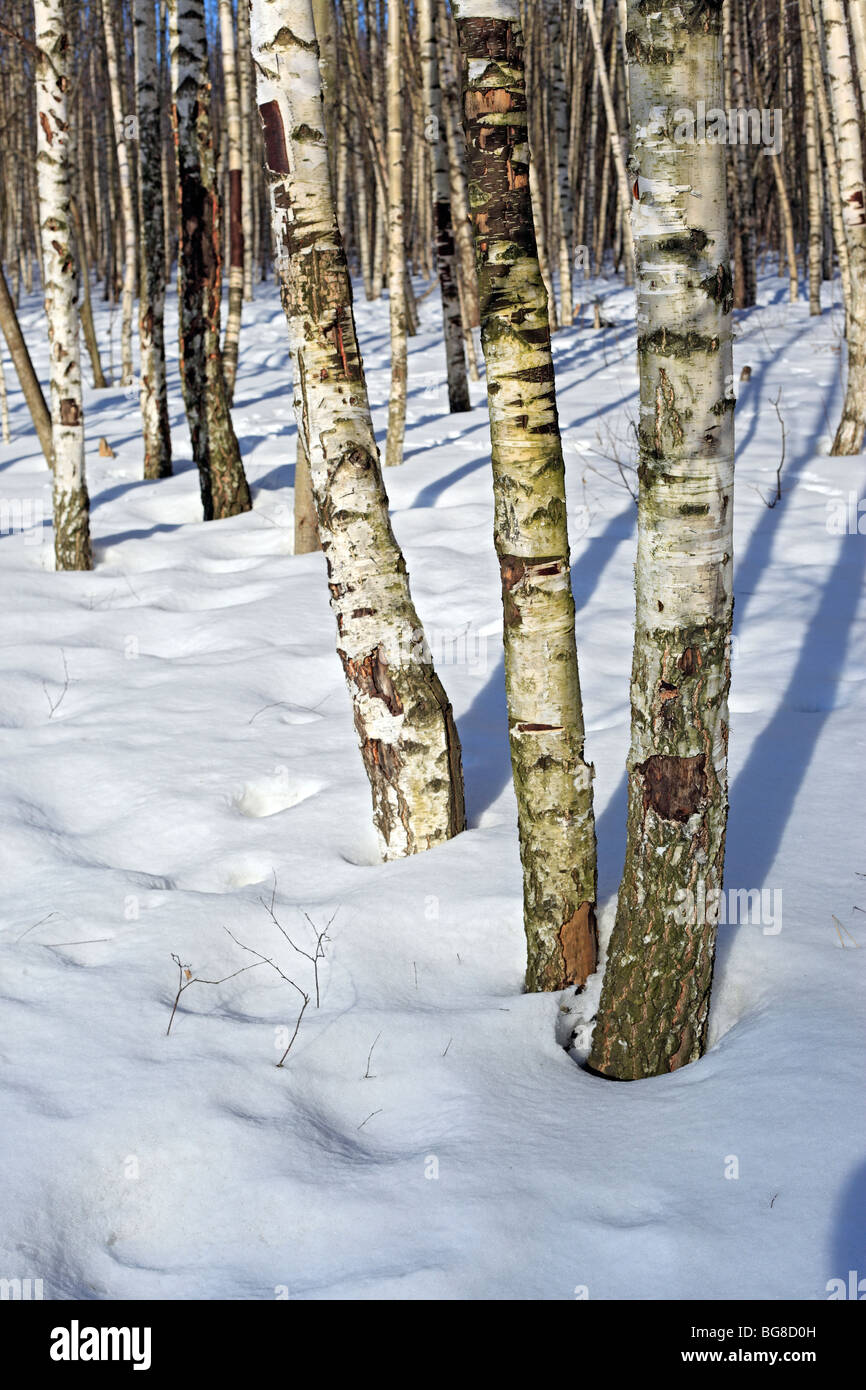 Russian silver birch tree hi-res stock photography and images - Alamy