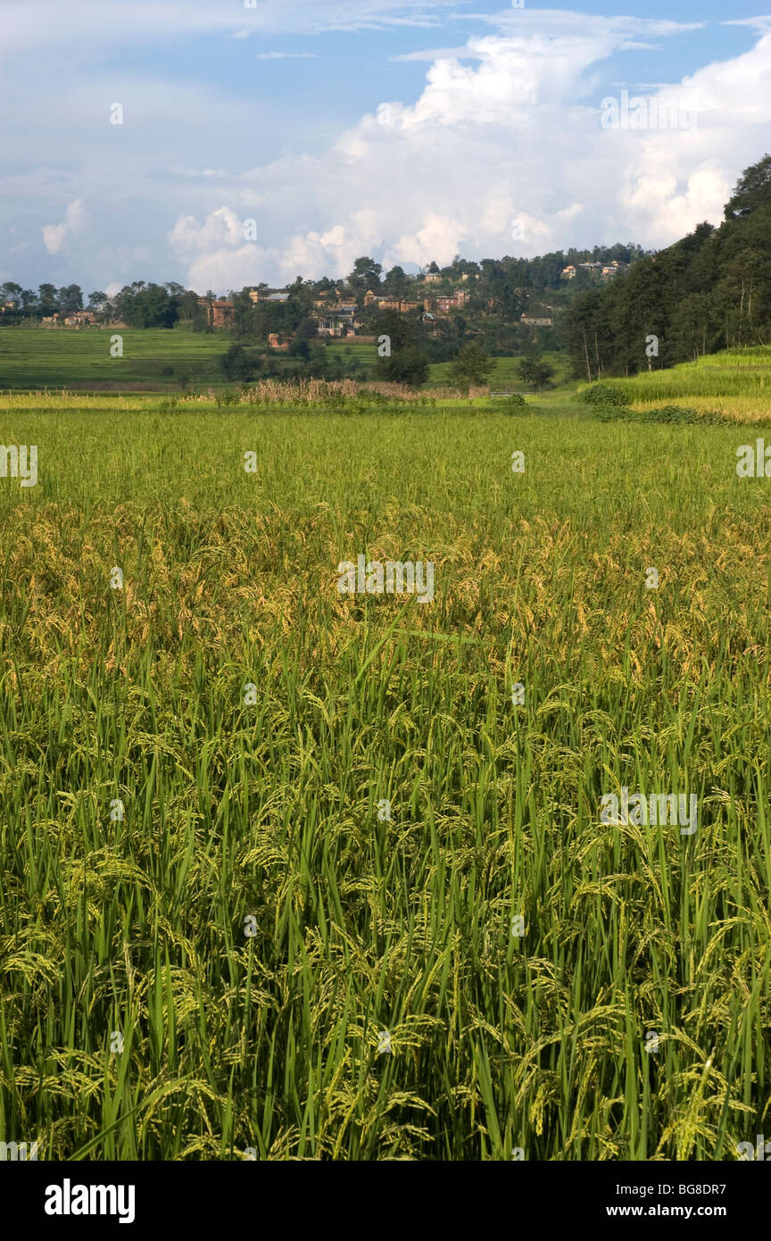 Field of almost ready to harvest rice at the village of Panauti, Nepal ...