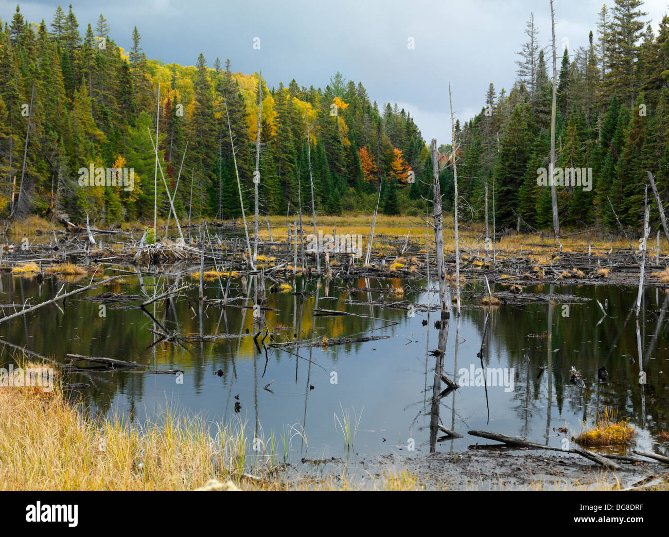 Drowned trees fall nature wetland scenery. Algonquin Provincial Park ...