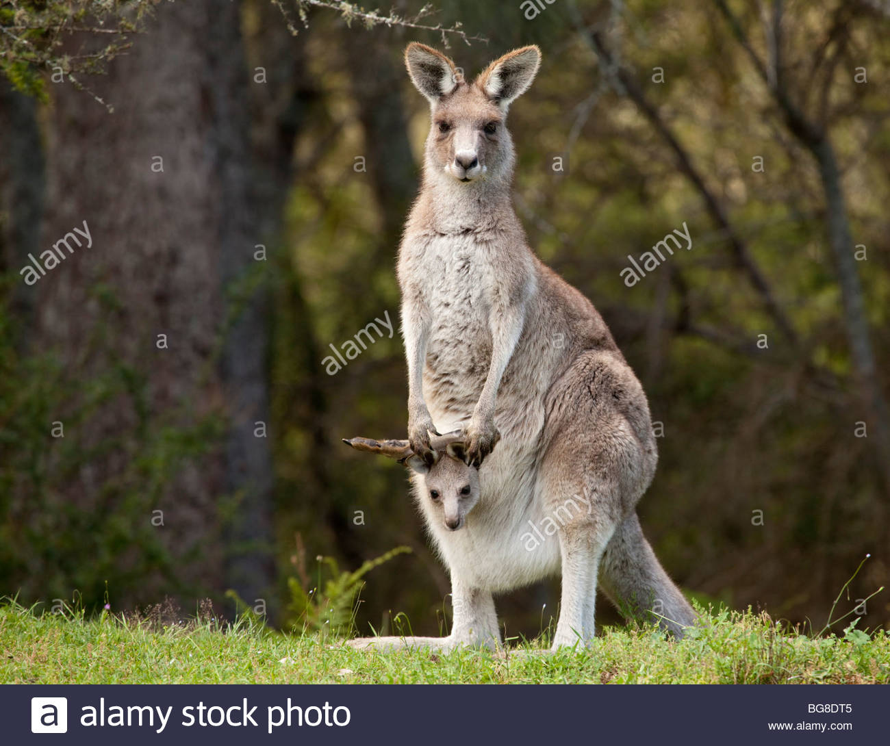 Eastern Grey Kangaroo with joey in pouch in Bendethera Valley in Deua Stock Photo: 27231349 - Alamy