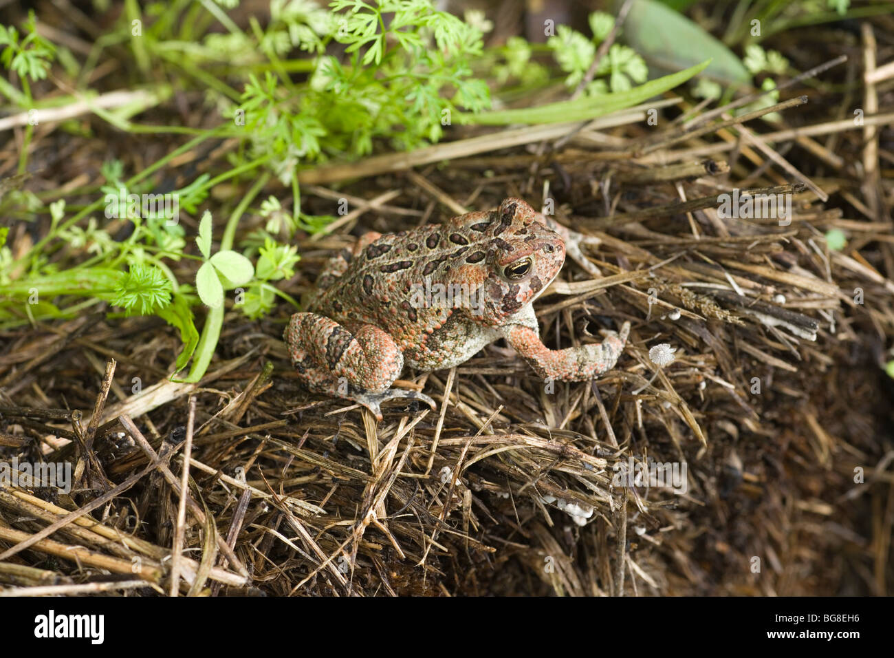 American Toad (Bufo americana). Showing camouflage and cryptic skin or ...