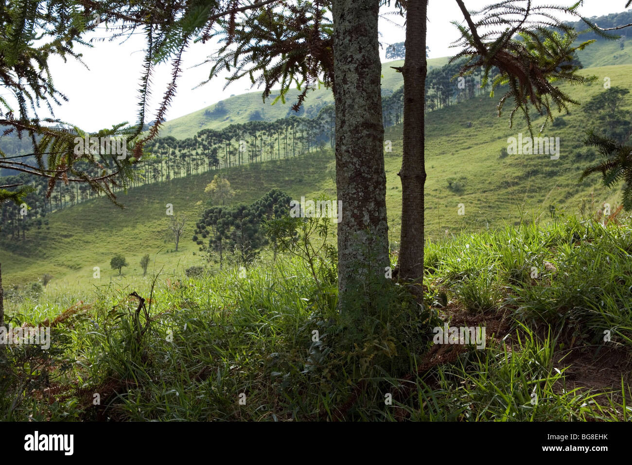 Sao Paulo's watershed, Brazil Stock Photo - Alamy