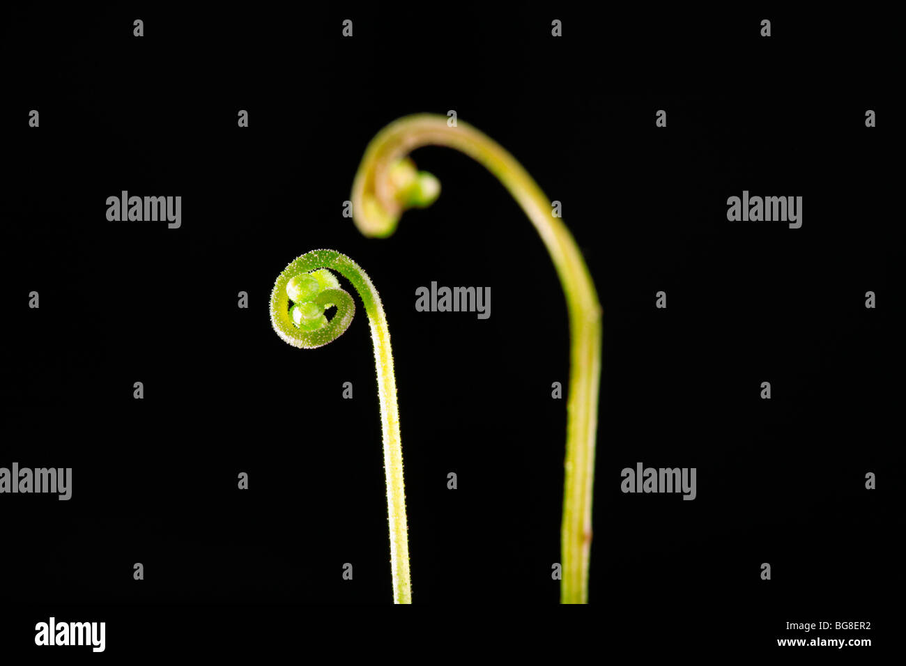 Sundew plant hi-res stock photography and images - Alamy