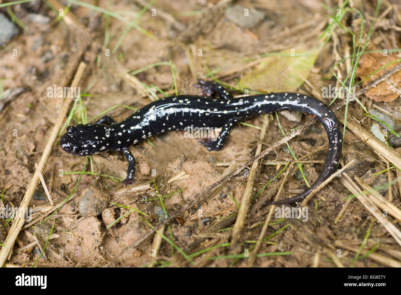 Plethodon salamanders hi-res stock photography and images - Alamy