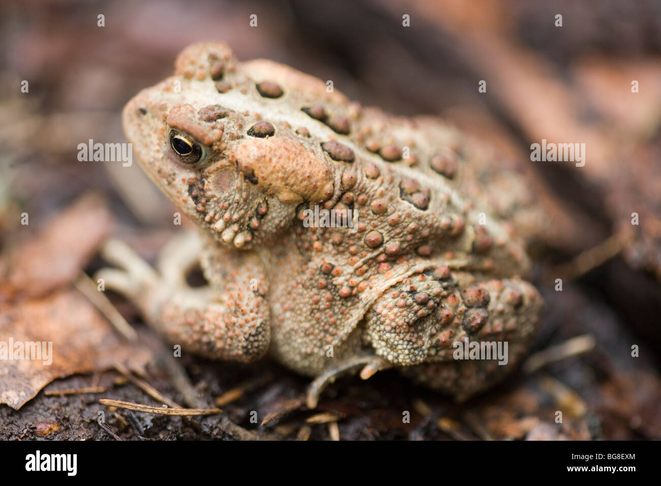 American toad hi-res stock photography and images - Alamy