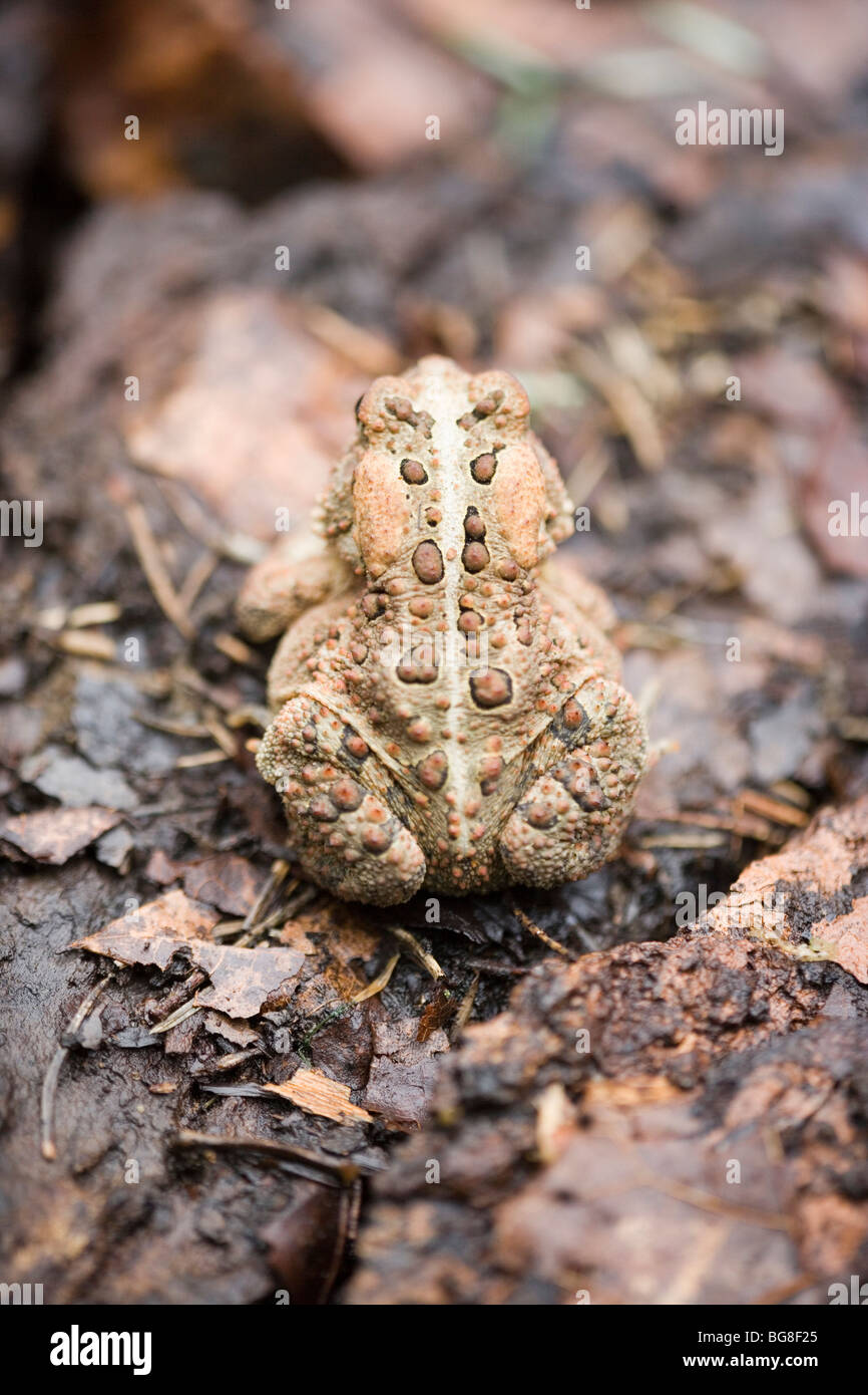 Leaf toad camouflage hi-res stock photography and images - Alamy