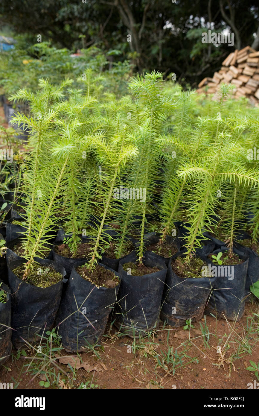 Sao Paulo's watershed, Brazil Stock Photo - Alamy