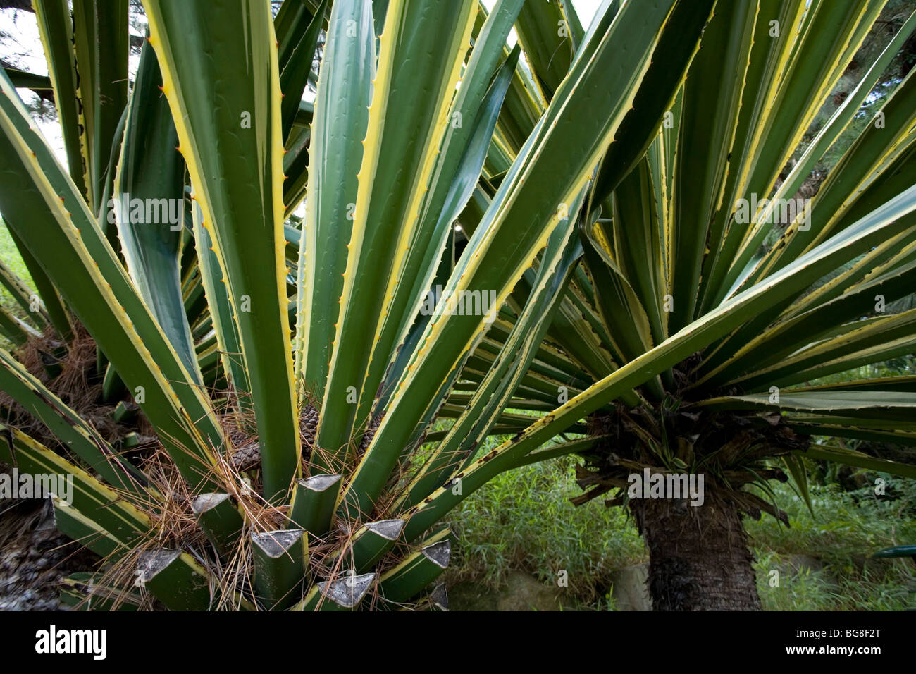 Sao Paulo's watershed, Brazil Stock Photo - Alamy