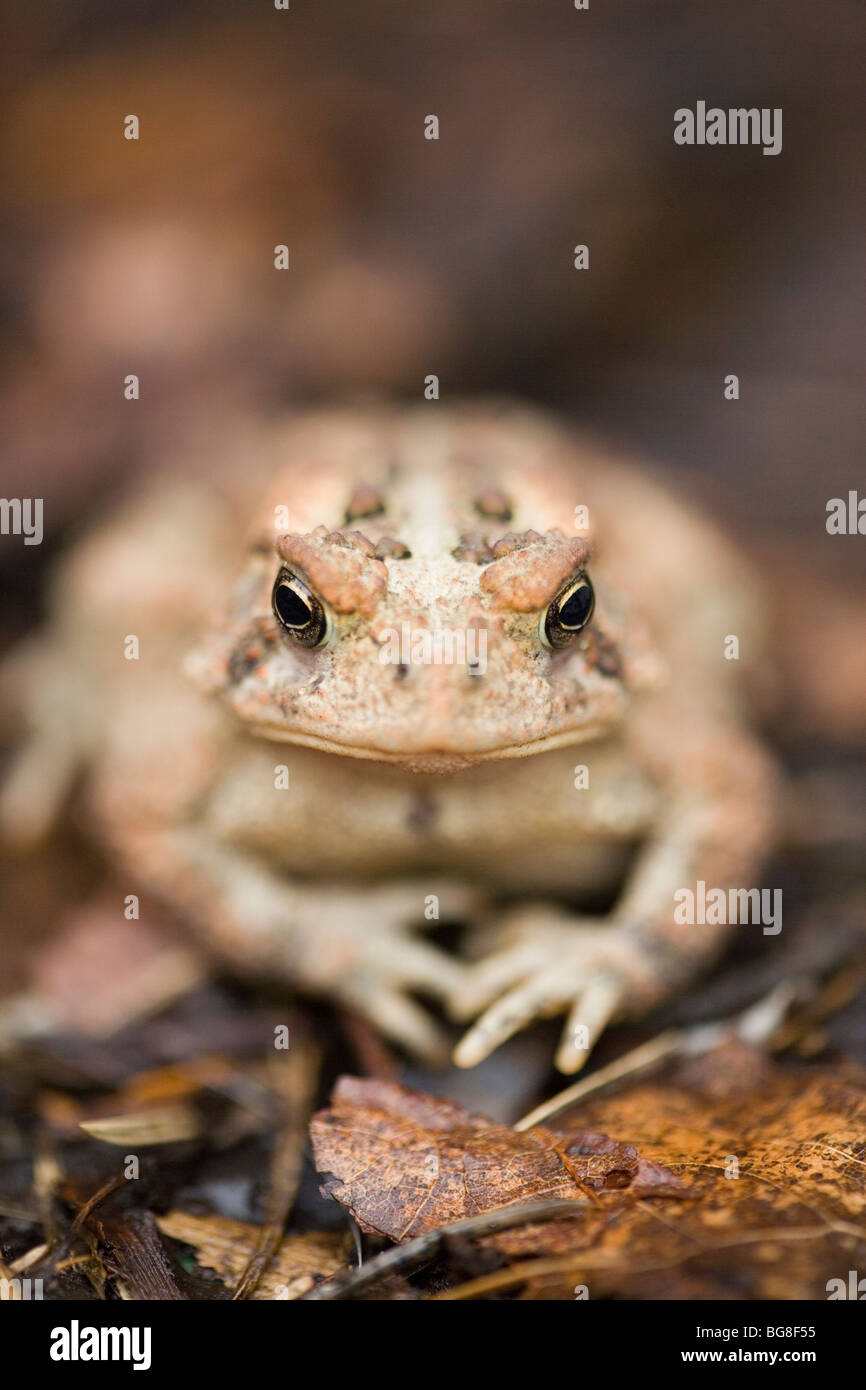 American Toad (Bufo americana). Position of eyes allows stereoscopic ...