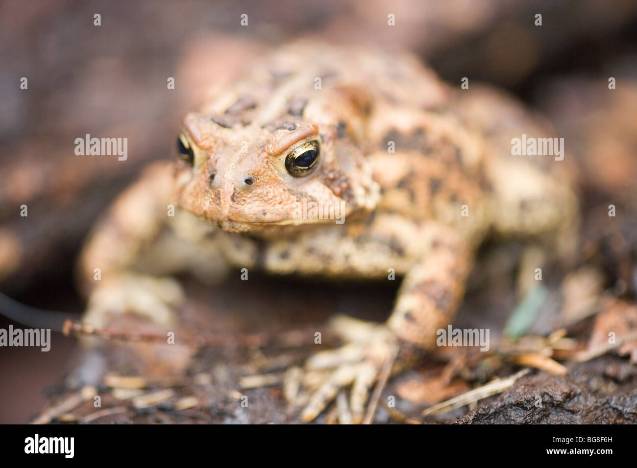 American Toad (Bufo americana). Position of eyes allows stereoscopic ...