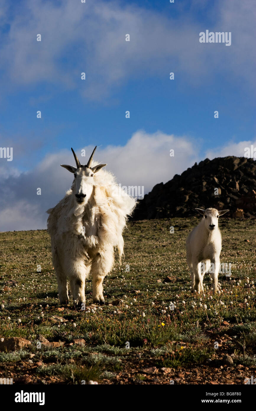 Two mountain goats (Oreamnos Americanus), a kid and its mother, roam ...