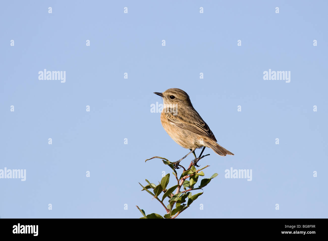 A Female Common Stonechat (Saxicola torquatus) standing on a the top of ...