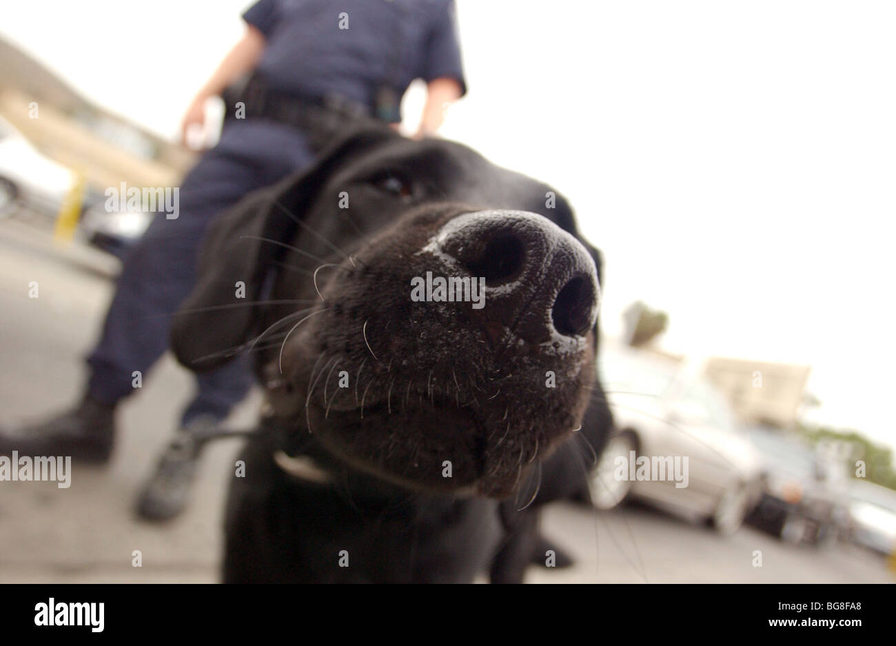 Dog Smelling Human High Resolution Stock Photography and Images - Alamy