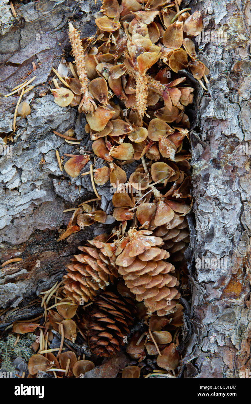 Base Of Fruit Tree High Resolution Stock Photography and Images - Alamy