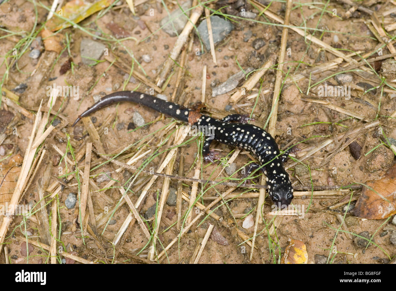 Terrestrial salamanders hi-res stock photography and images - Alamy