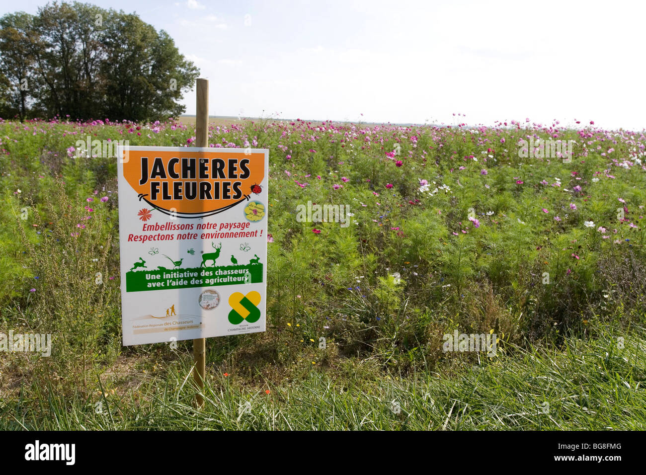 Fallowing land in flower Stock Photo - Alamy