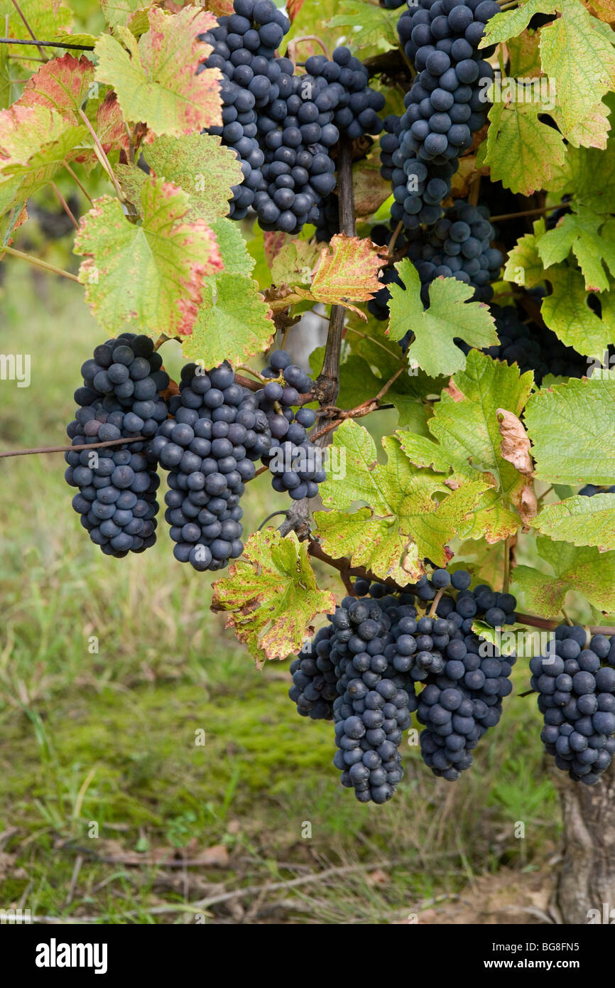 Poulsard grape hi-res stock photography and images - Alamy