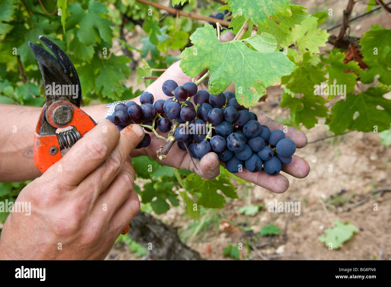 Poulsard grape hi-res stock photography and images - Alamy