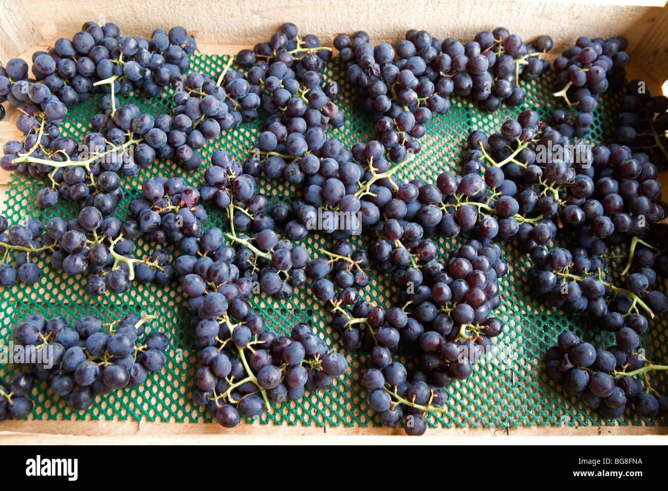 Poulsard grape hi-res stock photography and images - Alamy
